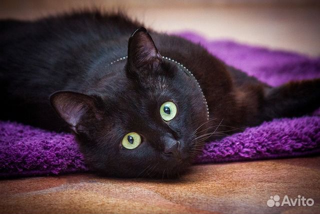 Роскошный черный кот Ваня в добрые руки
