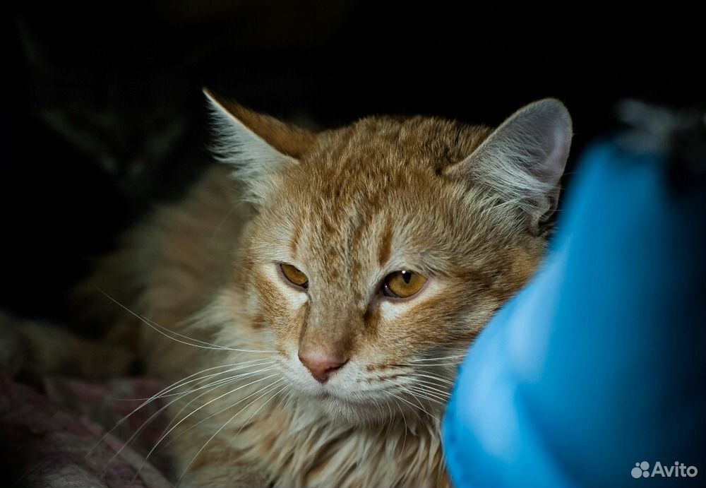 Рыжий, чудесный кот Маркс в добрые руки