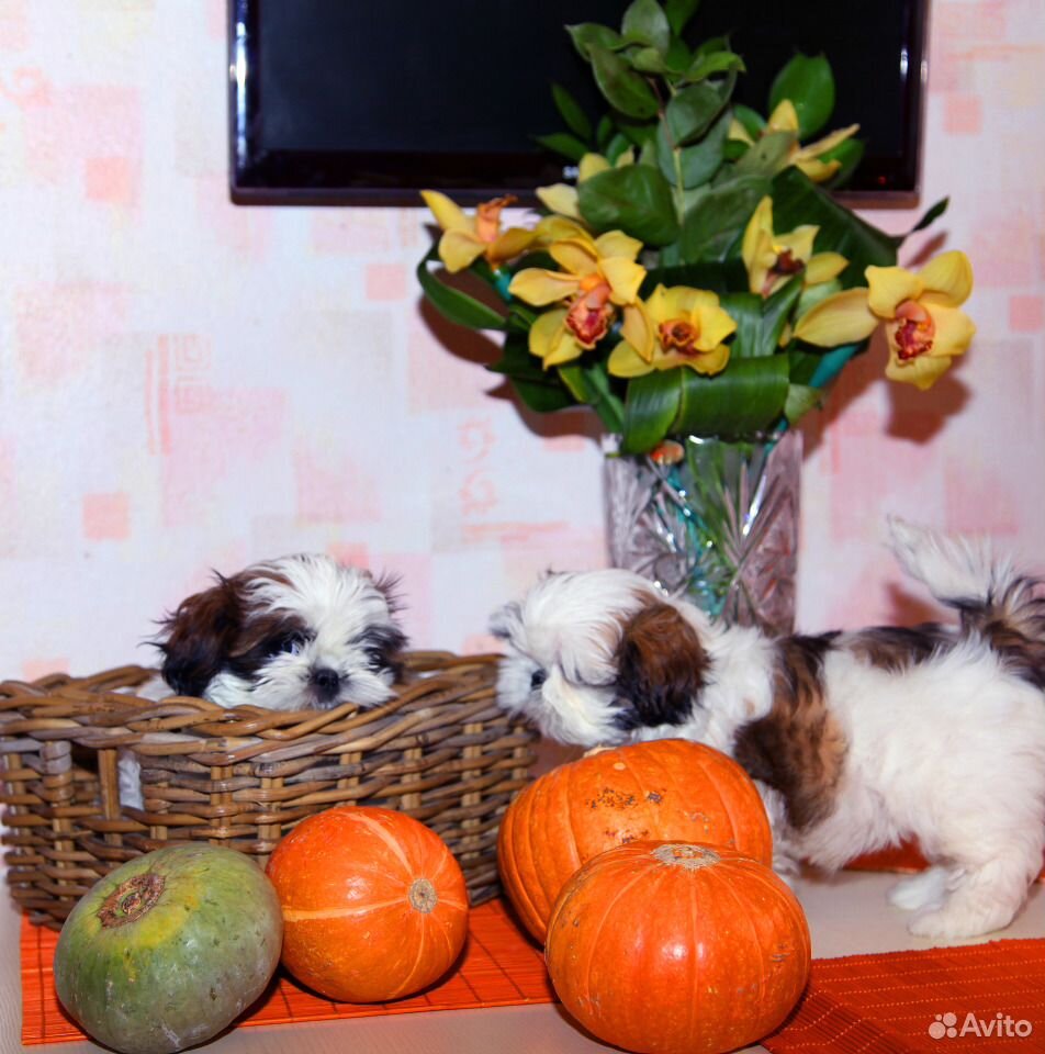 Шикарные малютки