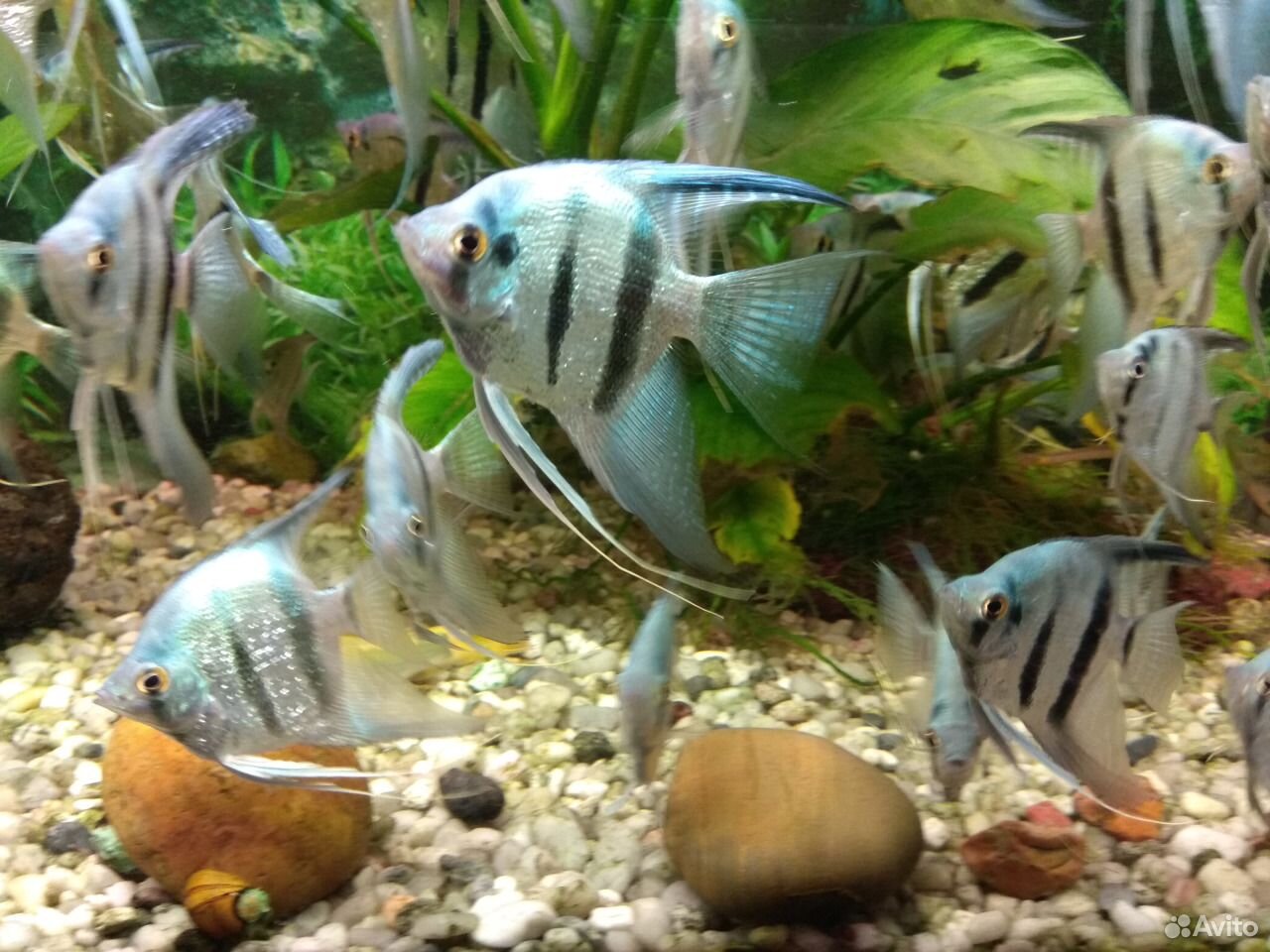 Мальки скалярии голубой бриллиант