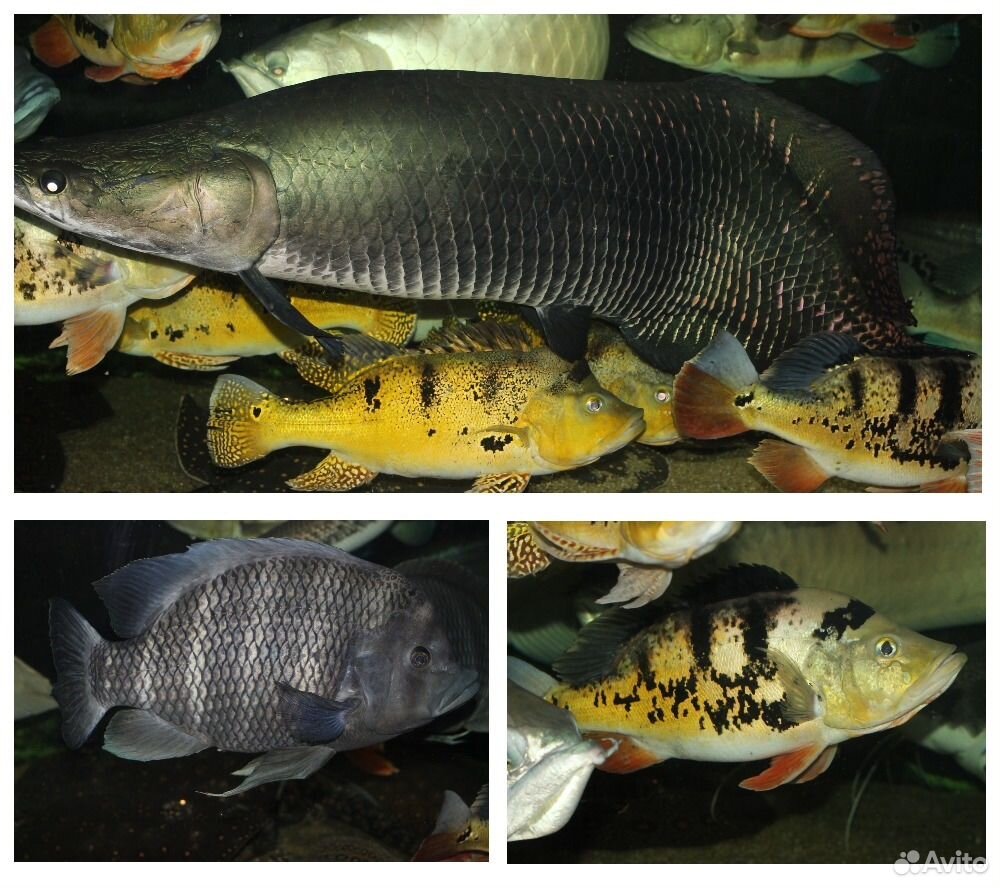 Аквариумные рыбы для выставок