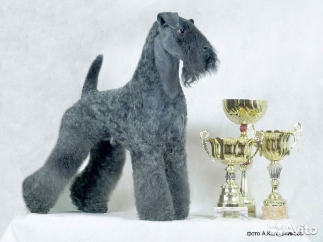 Щенки керри-блю терьера