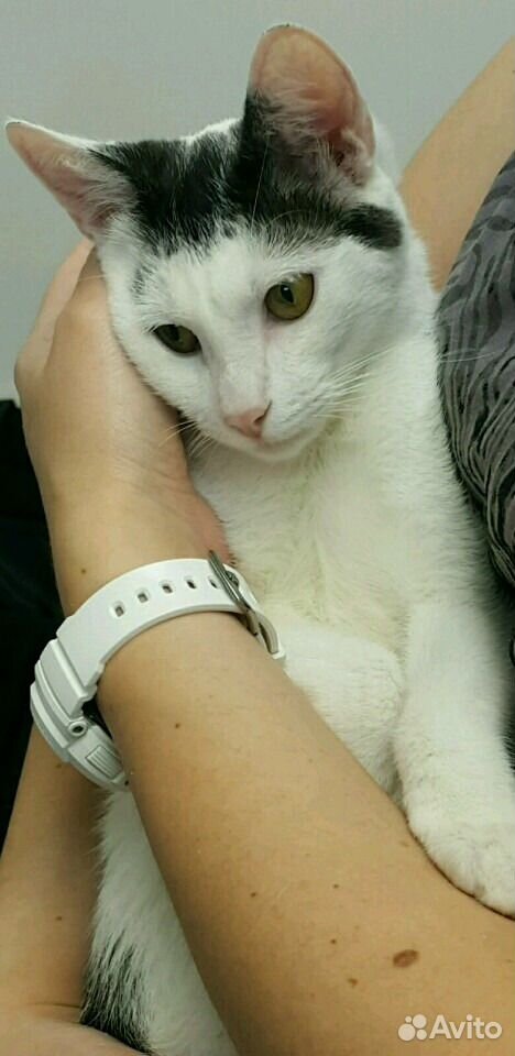 Ласковый котенок Борька в добрые руки