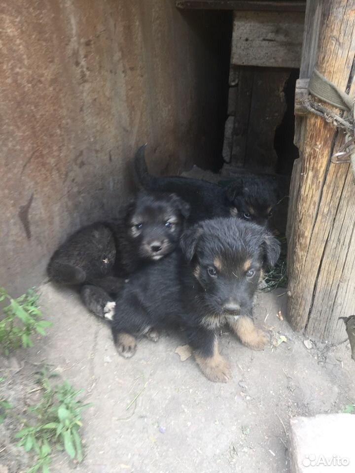 Выводок сторожевых щенков