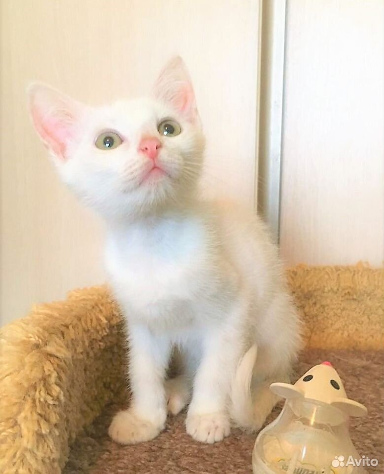 Белоснежный котенок-девочка в дар - 2 мес
