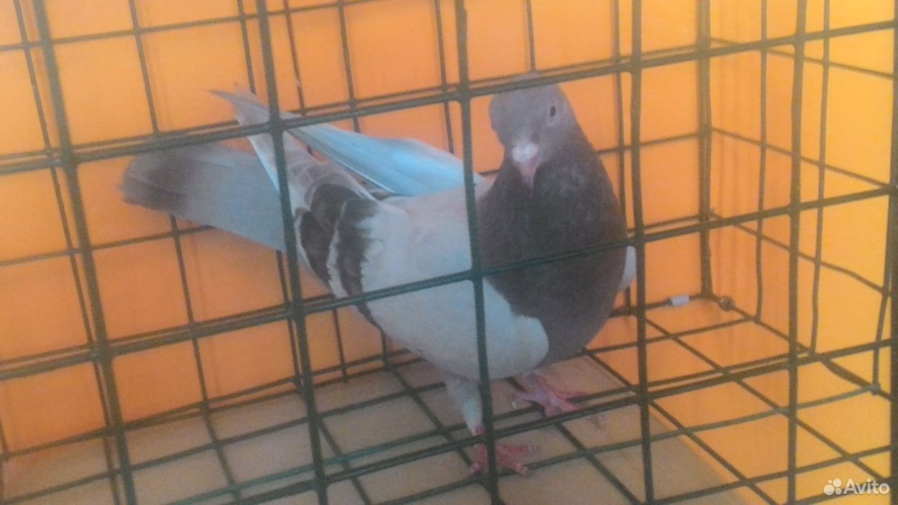 Продам голубя