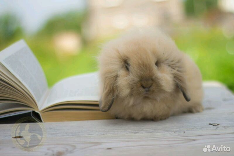 Мальчик одуванчик