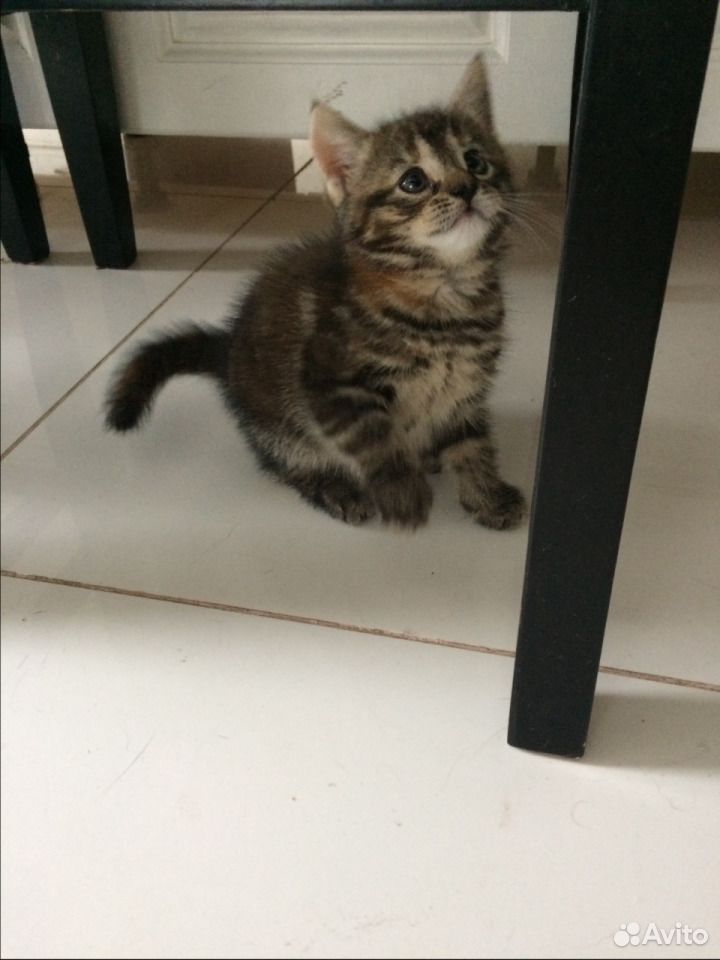 Маленькая кошечка ищет хозяина