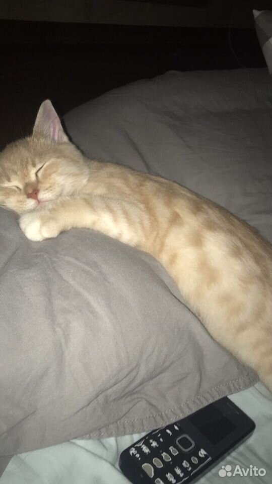 Подросток котёнок 2,5 мес