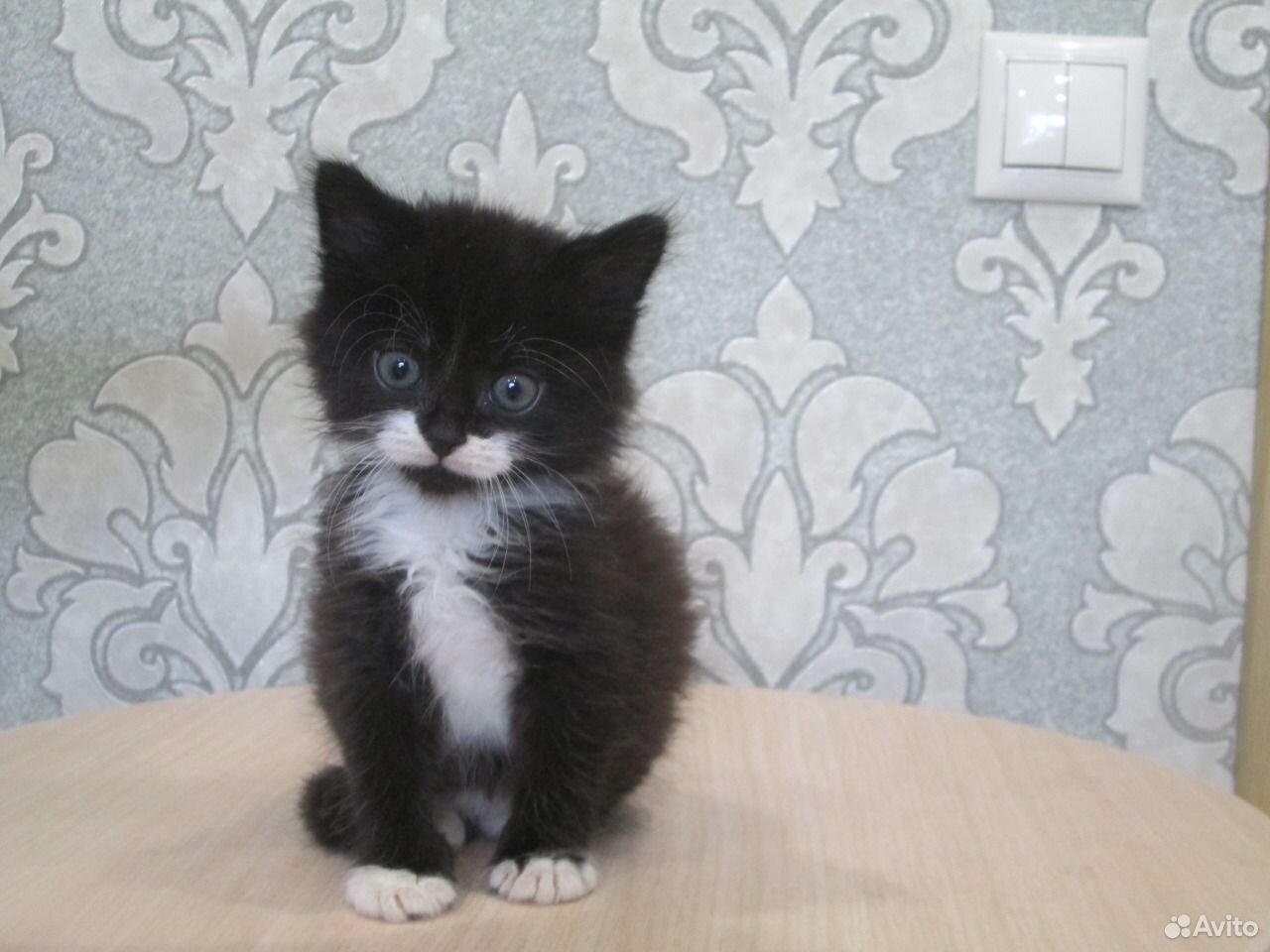 Котёнок чёрненький с белым