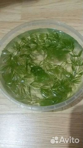 Аквариумные растения
