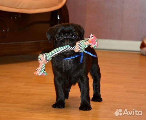 Мальчики породы мопс