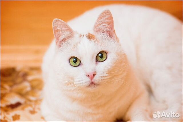 Кошка-ванилька, нежная Фифа, 2 года, в дар