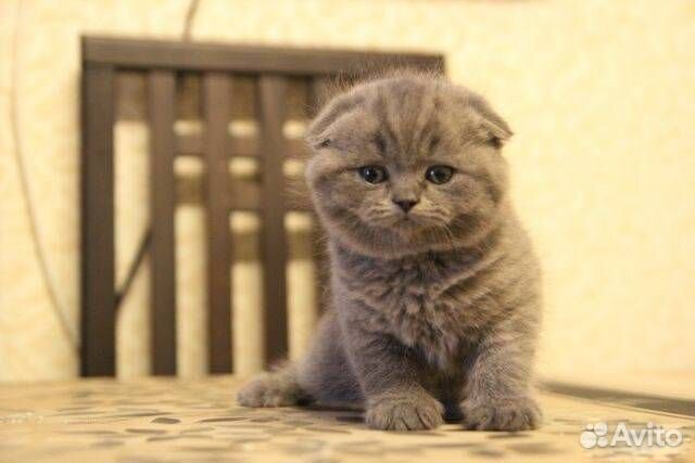 Очарование вислоушек буква К2