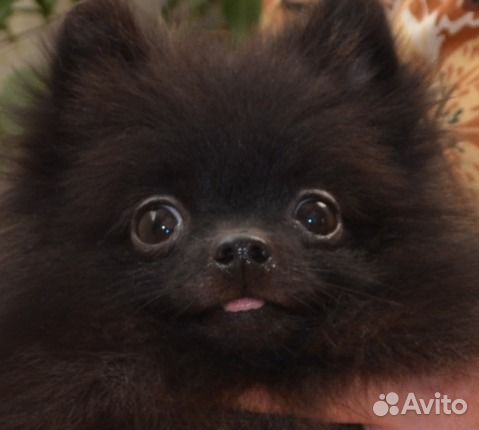 У нас есть помераночка на 1.5 кг