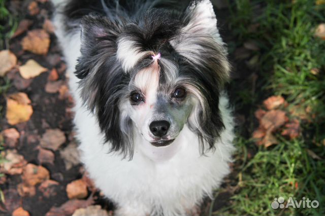 Китайская Хохлатая Собака, пуховая девочка