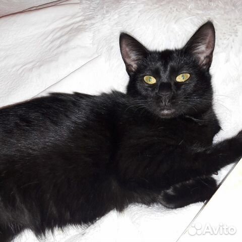 Черная молодая кошечка красавица и умница