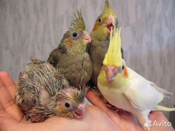 Попугай корелла розелла какарики