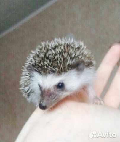 Ёж африканский