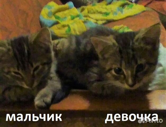 Полосатые серые котята мальчик и девочка