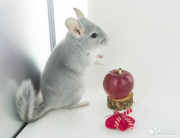 Шиншилла Голубой бриллиант