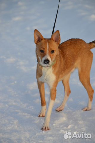 Малыш Чарли