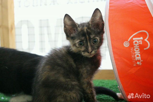 Котенок ласкуша