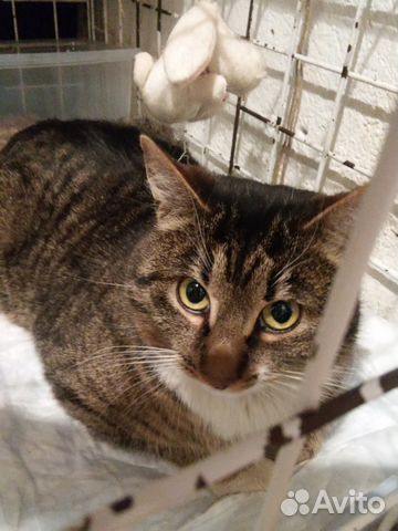 Котик Васенька 1год