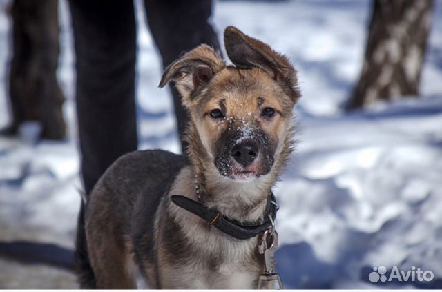 Щенок Габи в добрые руки