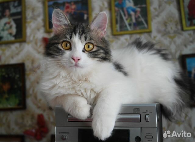 А вот кому кота без хвоста