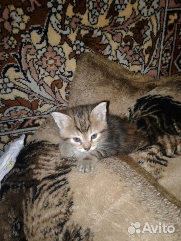 Котята