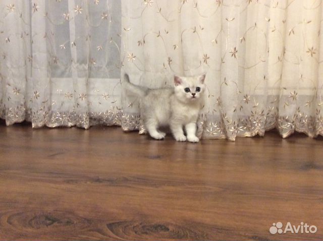 Котёнок BRIsn11 (шиншилловый британец)