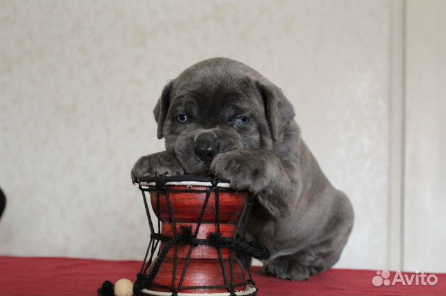 Великолепные щеннки Кане Корсо