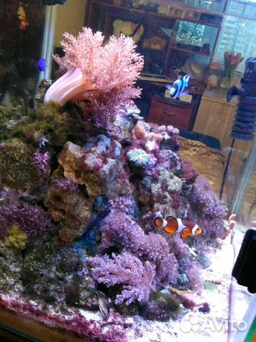 Морской коралл Капнелла