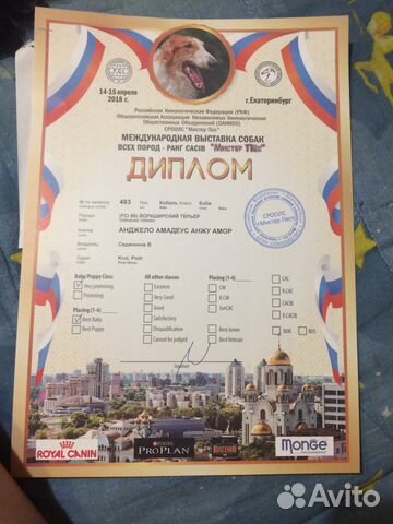 Очень красивый мальчик йорка
