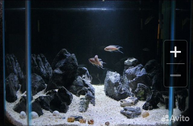 Взрослая пара принцесс Бурунди