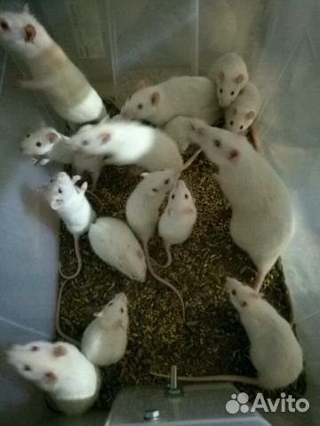 Белые крысы