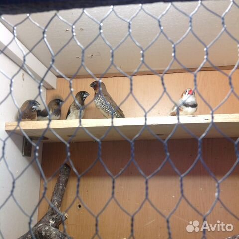 Японские амадины