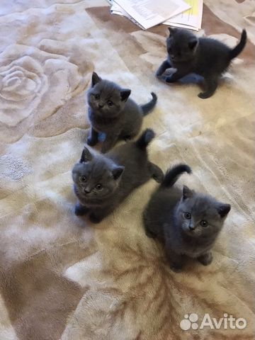 Британские котята