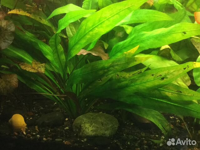 Амазонка и Нимфея тигровая