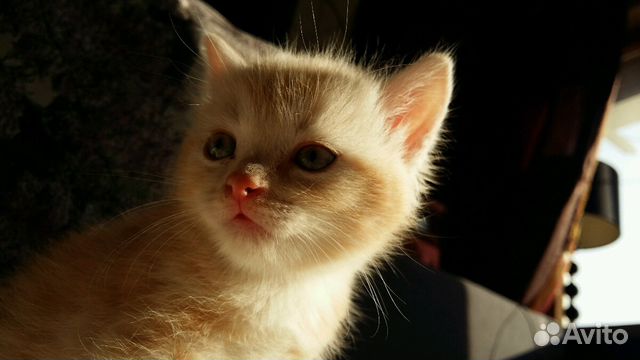 Котенок Адам