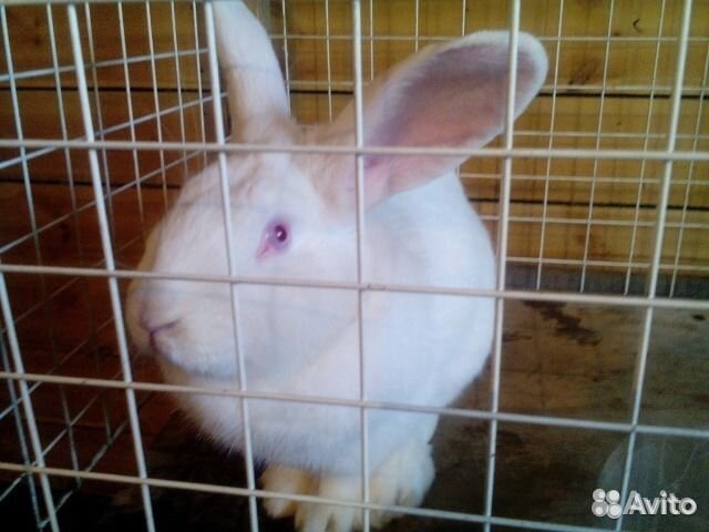 Кролики белые элитные