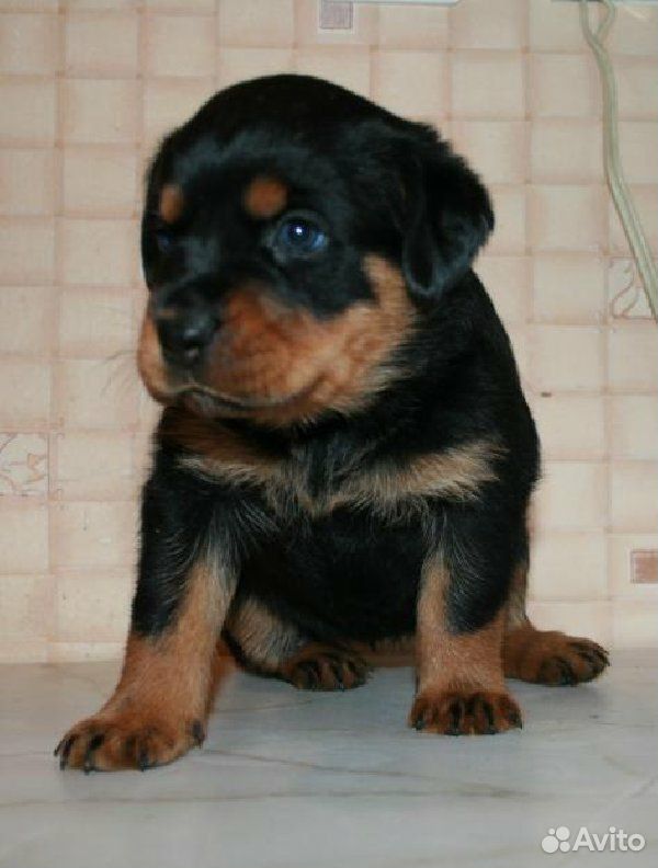 Продажа чистопородных щенков ротвейлера