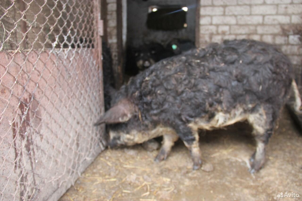 Продаю чистокровных поросят