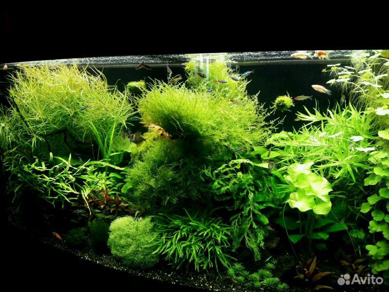 Аквариумные растения: Pogostemon octopus