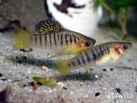 Лимия чернополосая продам