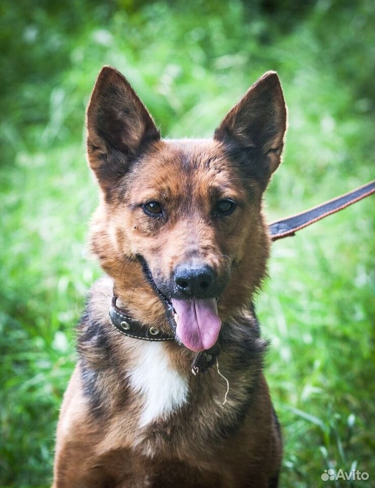 Собака Матильда