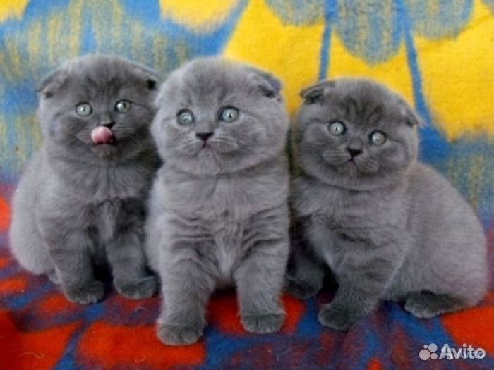 Домашние плюшки Лолита и Лоренс