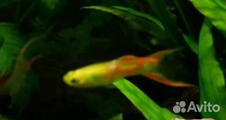 Гуппи эндлера голд