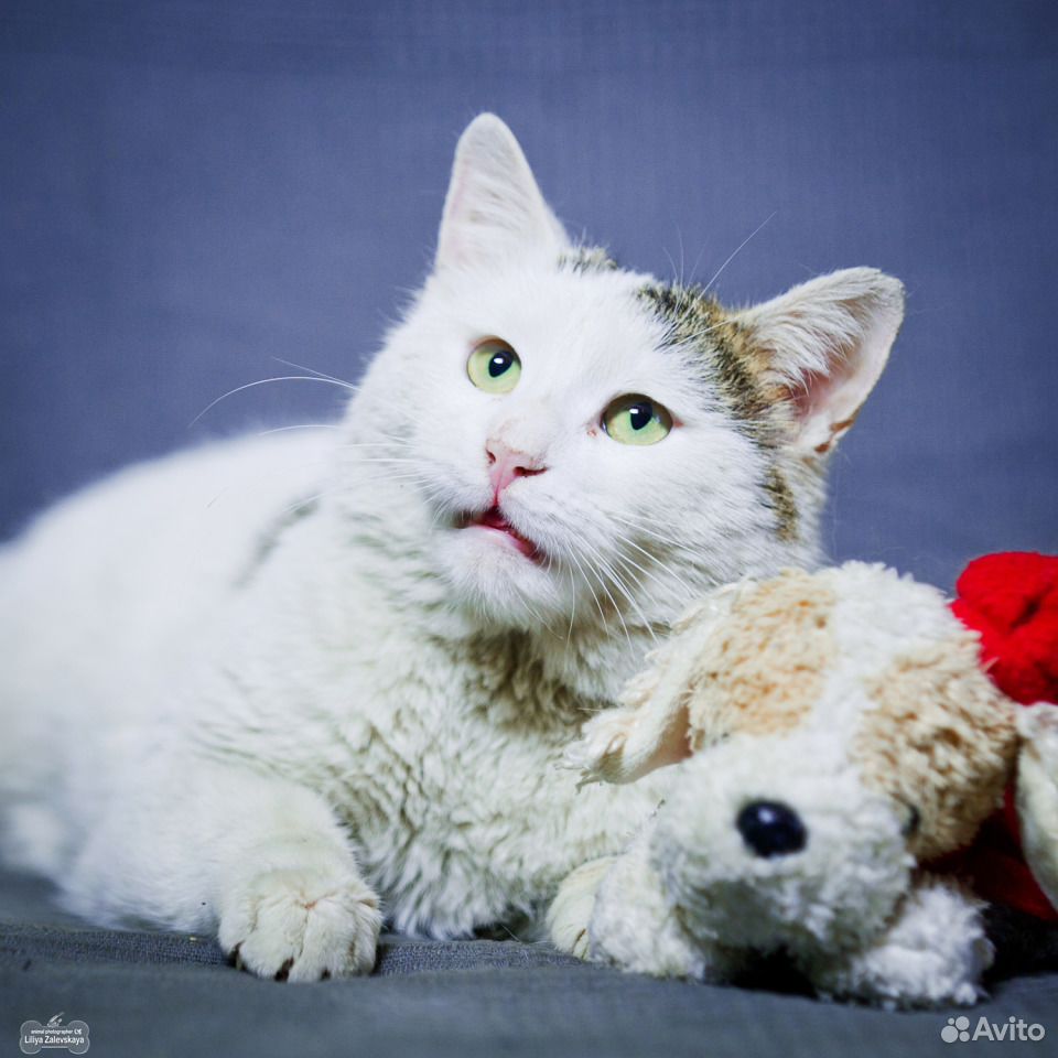 Крупный вальяжный кот Кузя